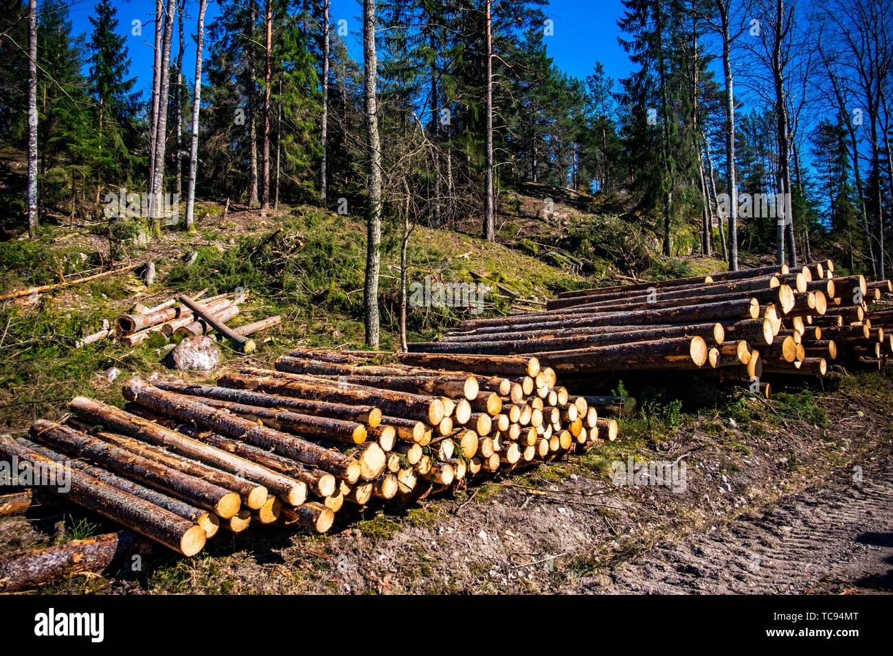 Picea pixie hi-res stock photography and images - Alamy