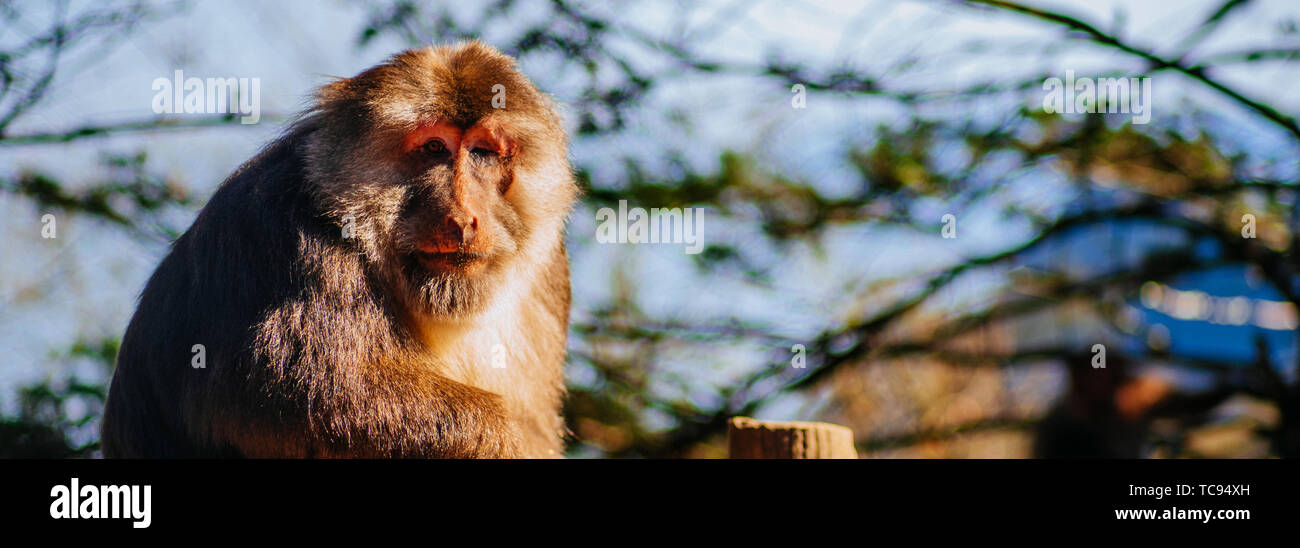 Monkey, Mount Emei Stock Photo - Alamy