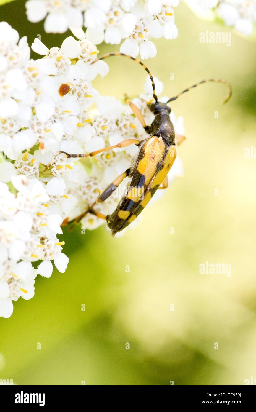 Black and yellow longhorn beetle hi-res stock photography and images ...