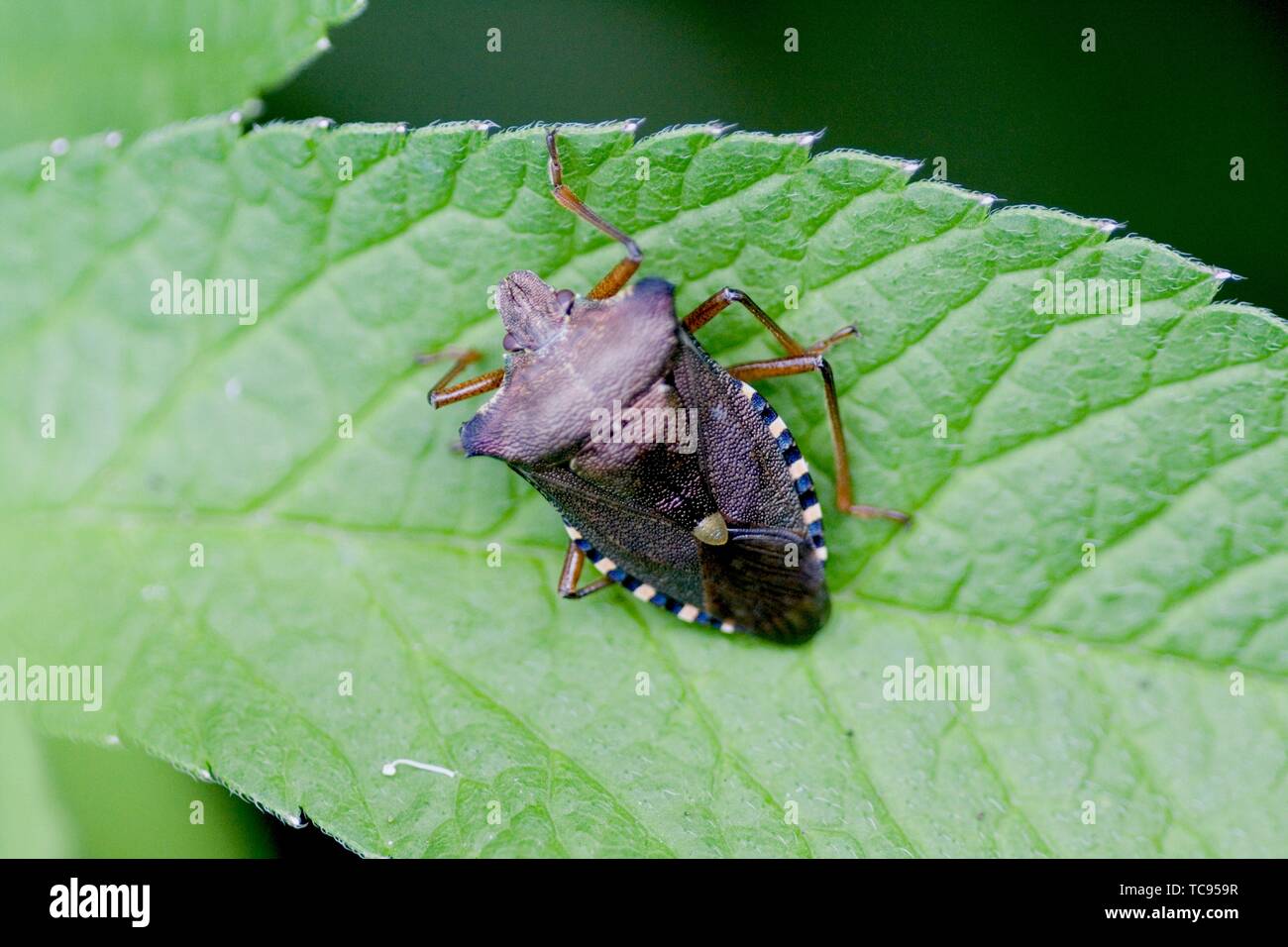 Hemiptera pentatomidae orange hi-res stock photography and images - Alamy
