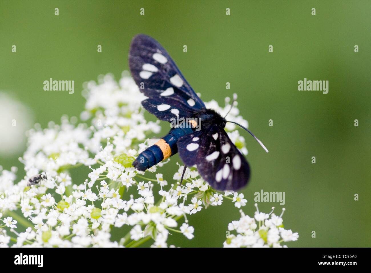 White spots on wing hi-res stock photography and images - Alamy
