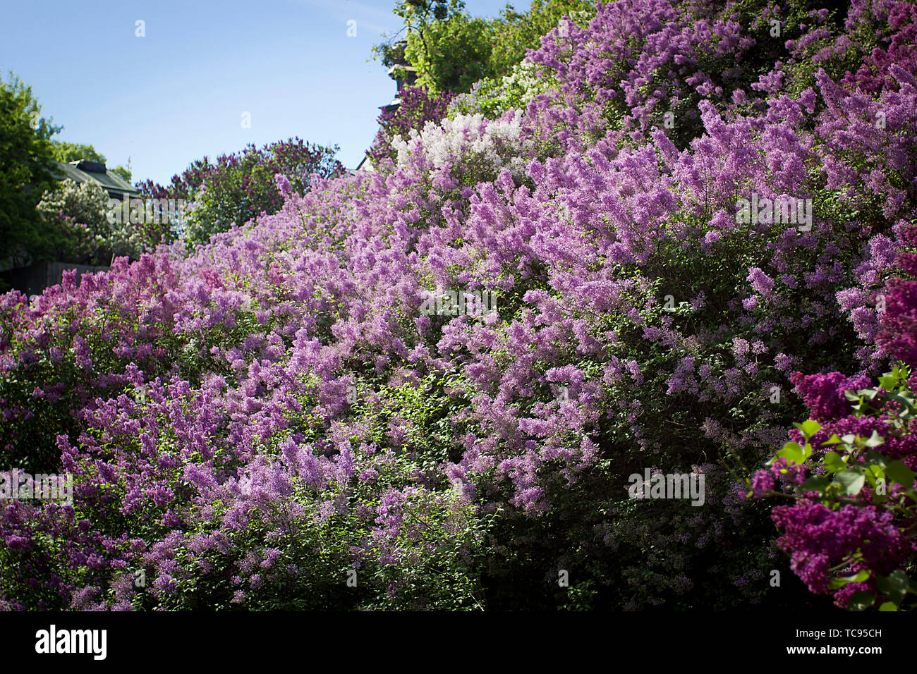 Park with blooming lilacs and blue sky Stock Photo - Alamy