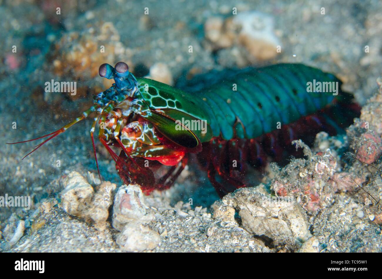 Shrimp Living Stock Photos & Shrimp Living Stock Images - Alamy