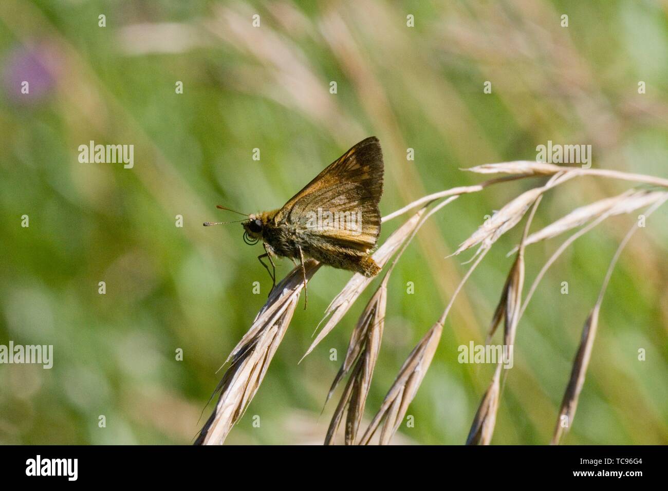 Clubbed antennae hi-res stock photography and images - Alamy