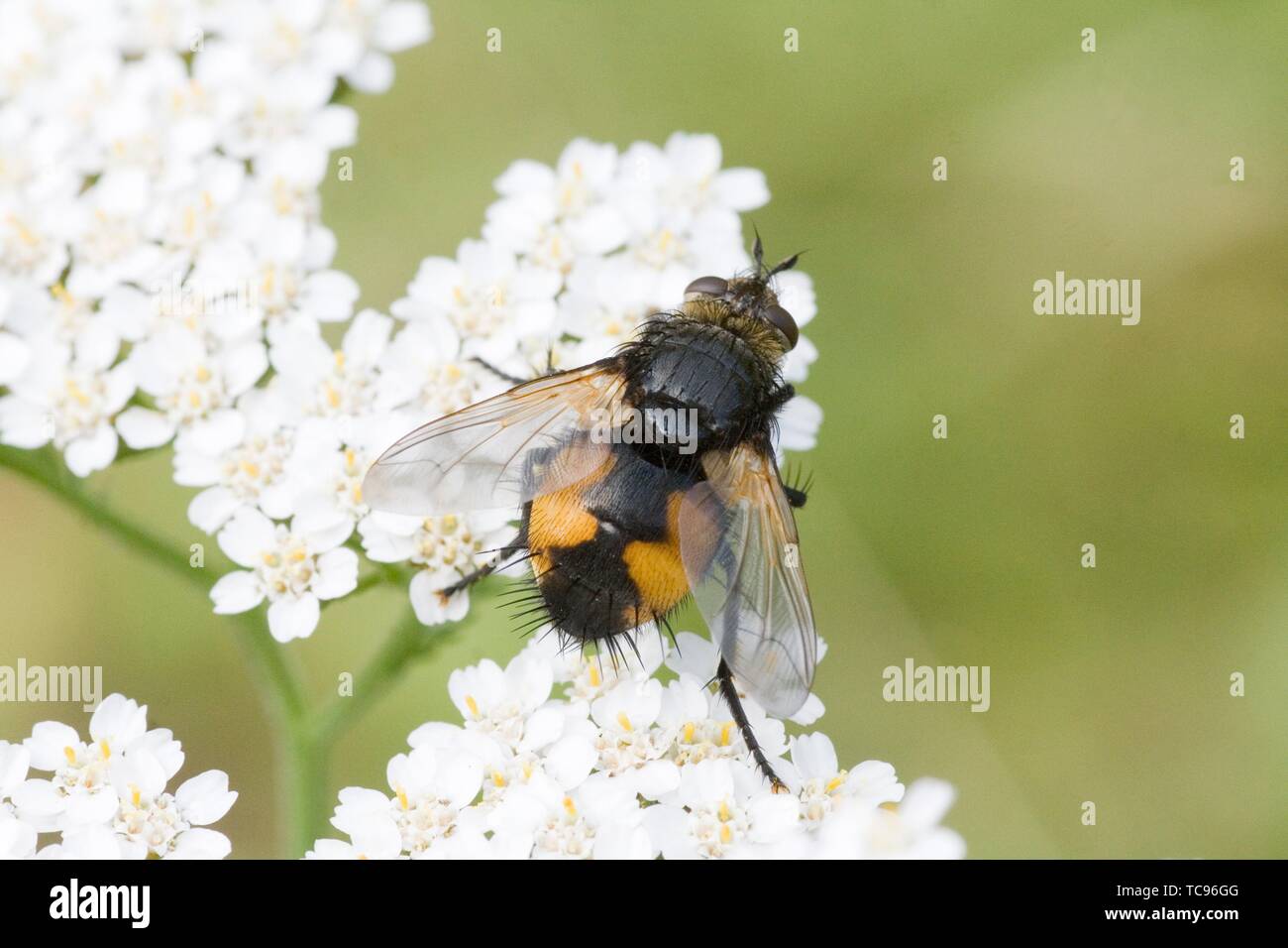 Black body insect hi-res stock photography and images - Alamy