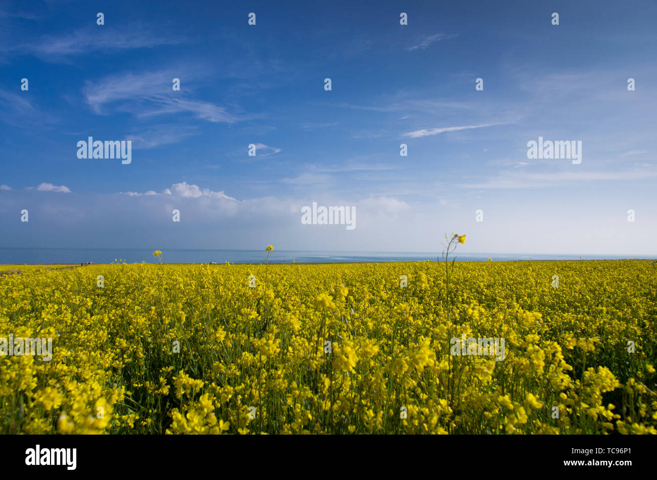 Comfortable weather with qinghai lake hi-res stock photography and ...