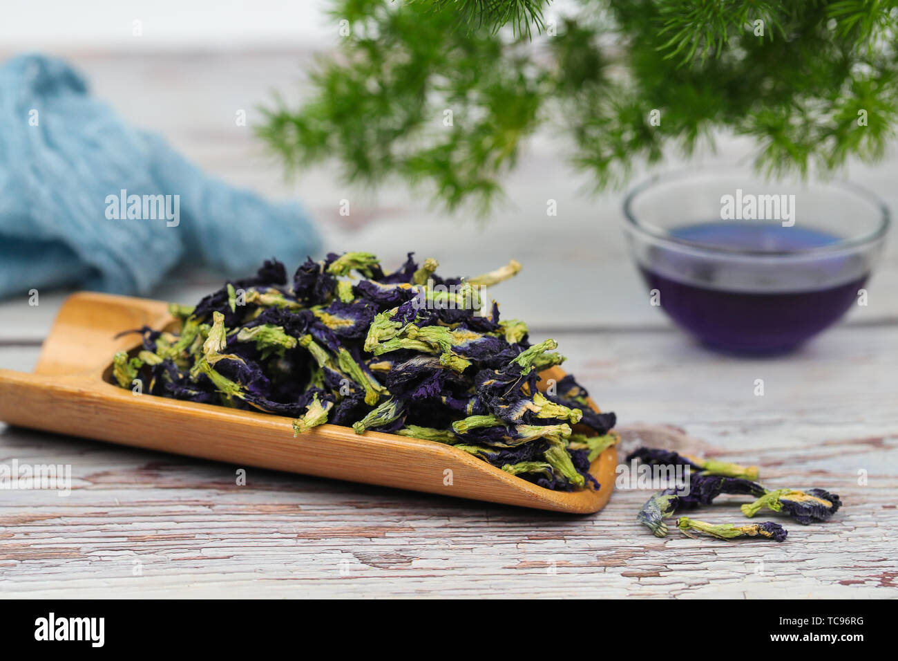 Butterfly bean flower tea blue butterfly flower Stock Photo - Alamy