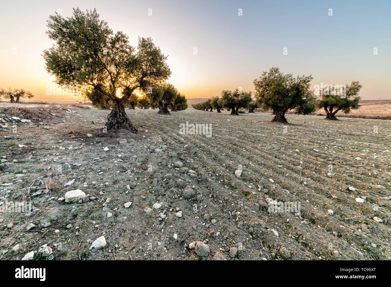 Olive tree at sunrise hi-res stock photography and images - Alamy