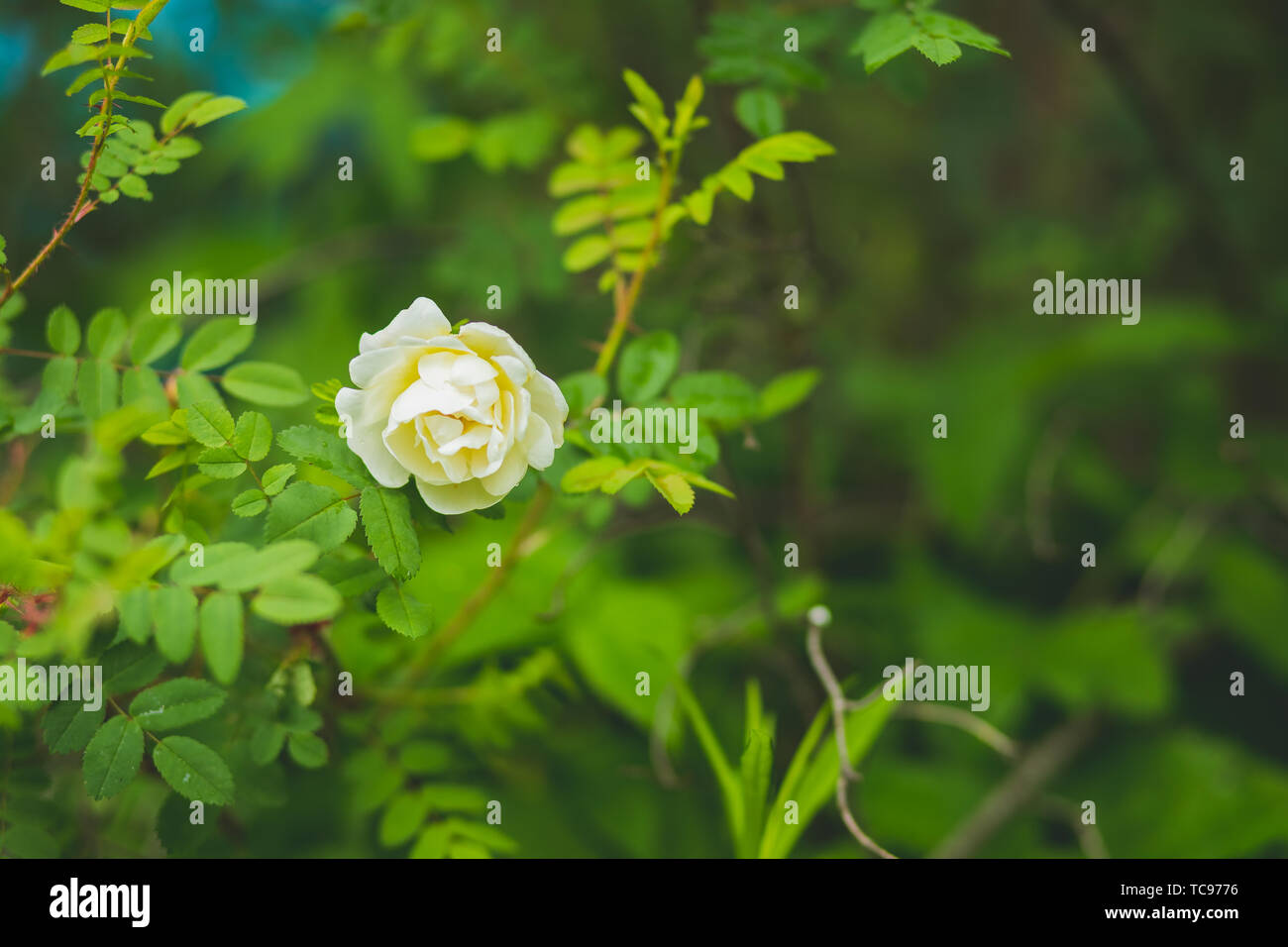 Sprig of wild rose with white flower in the blurry nature background ...