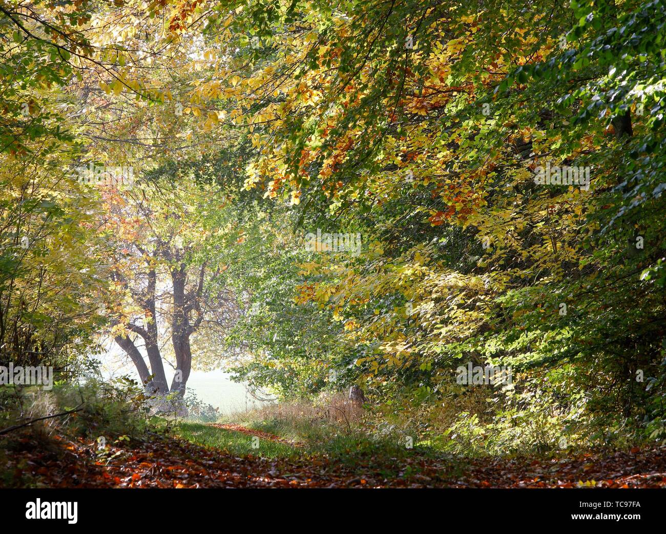 Morko High Resolution Stock Photography and Images - Alamy