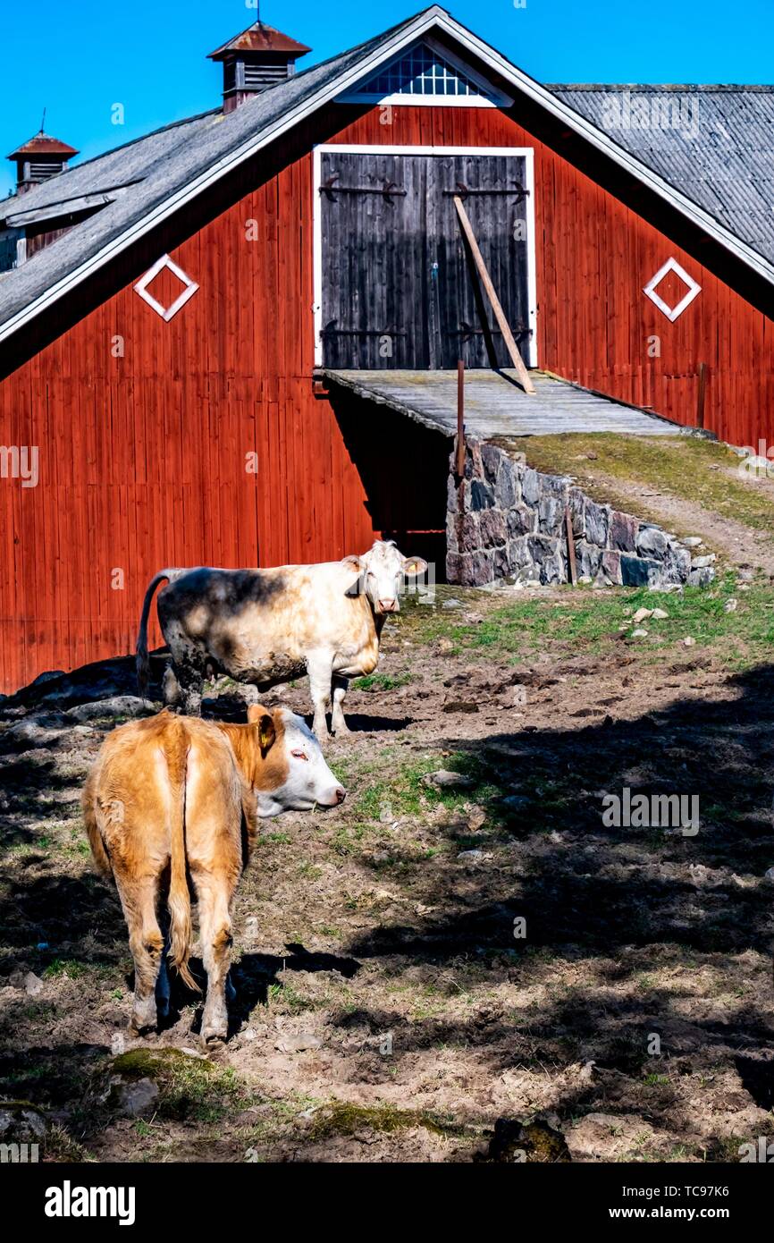 Cow calf in front barn hi-res stock photography and images - Alamy