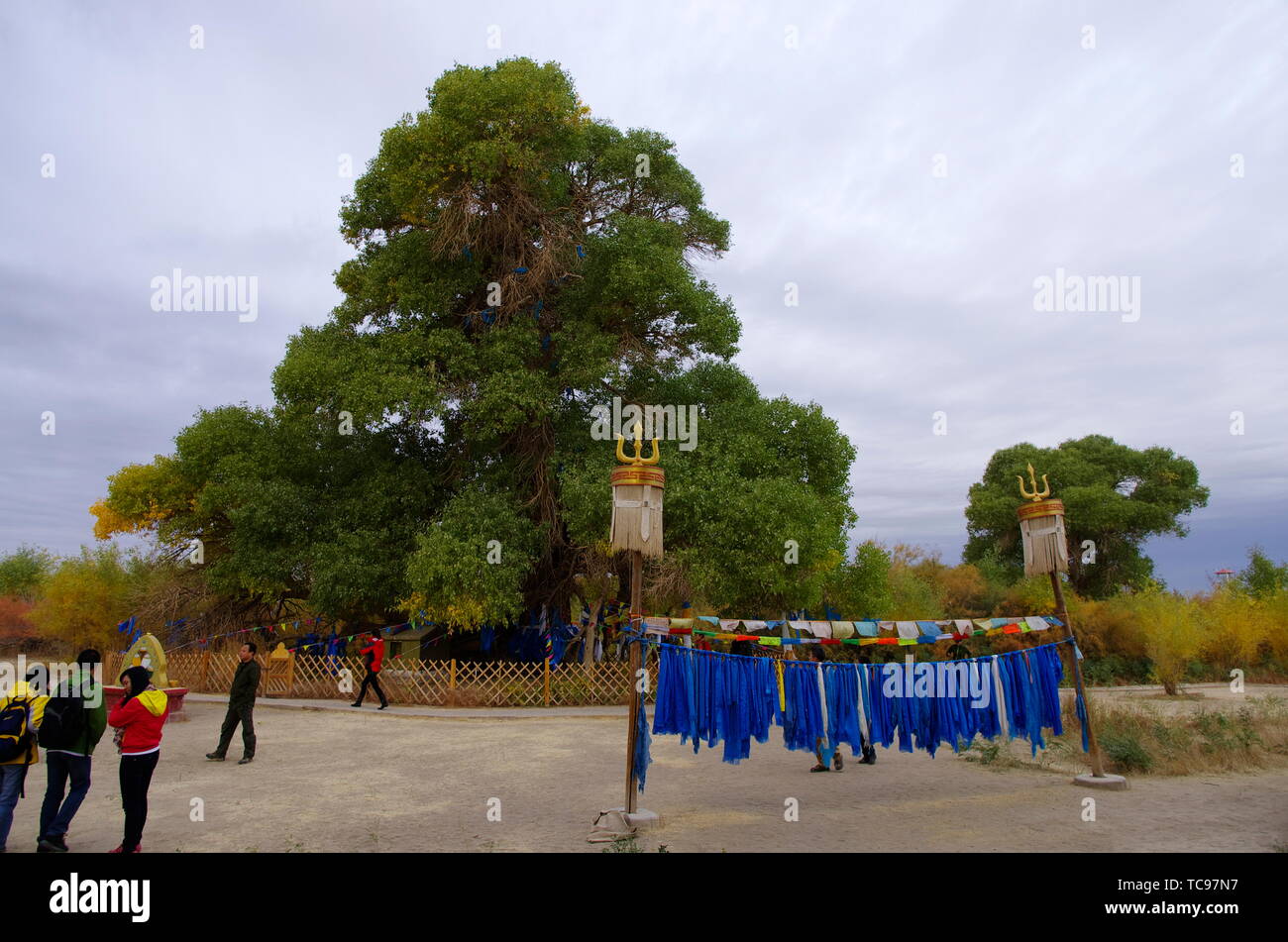 Inner Mongolia Hu Yang Lin Ejina Stock Photo - Alamy