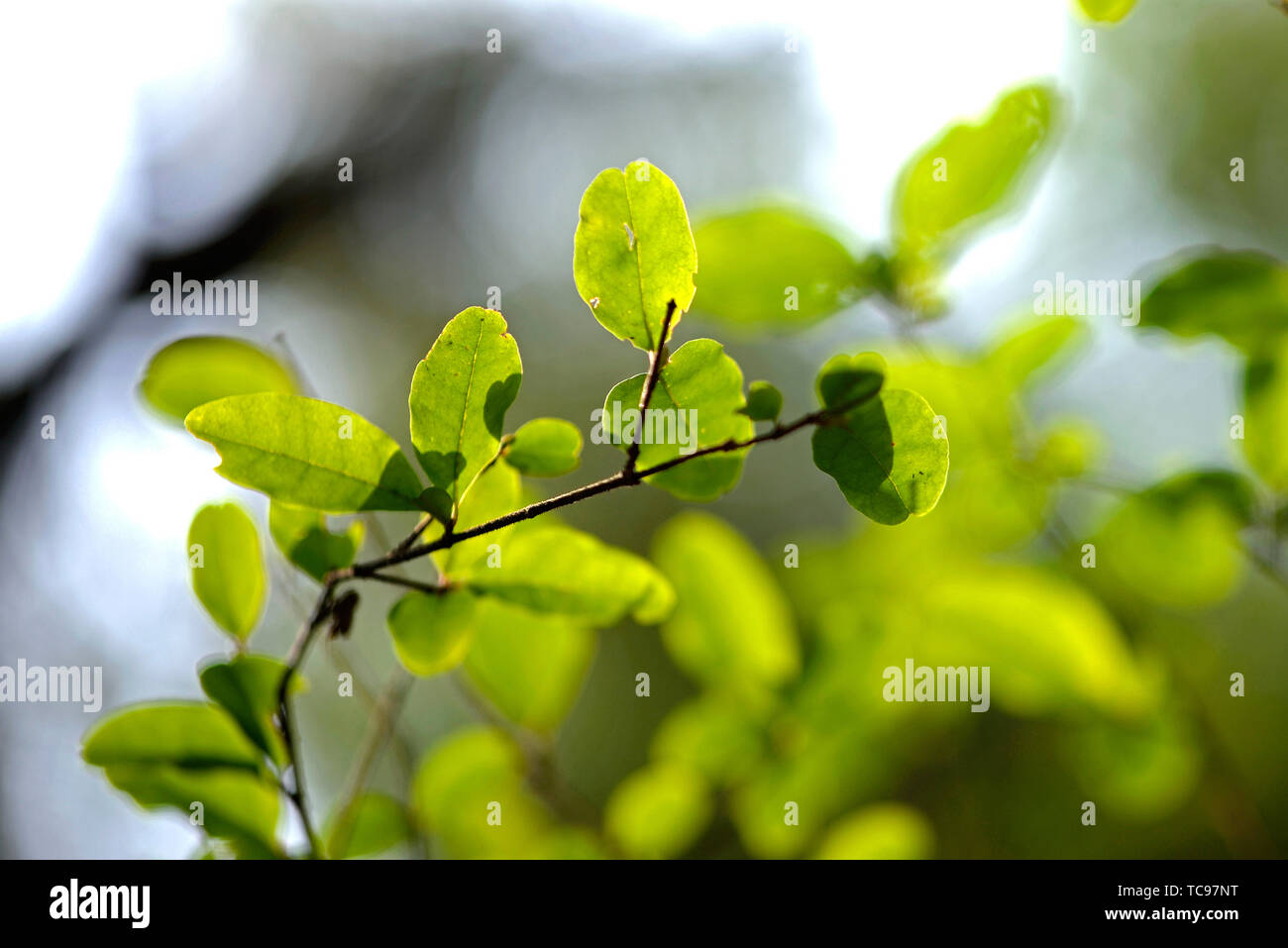 Green leaves in the sun Stock Photo - Alamy