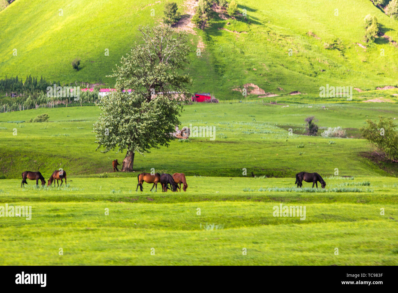 The Narati Prairie, which has a river valley and a mountain prairie ...