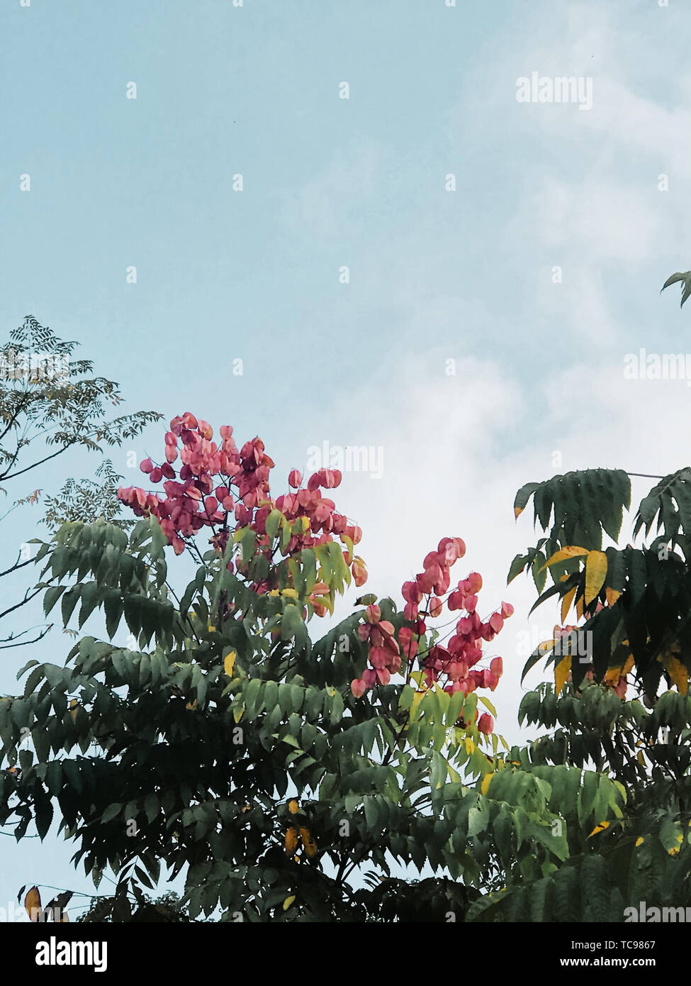 Luan trees trees trees hi-res stock photography and images - Alamy