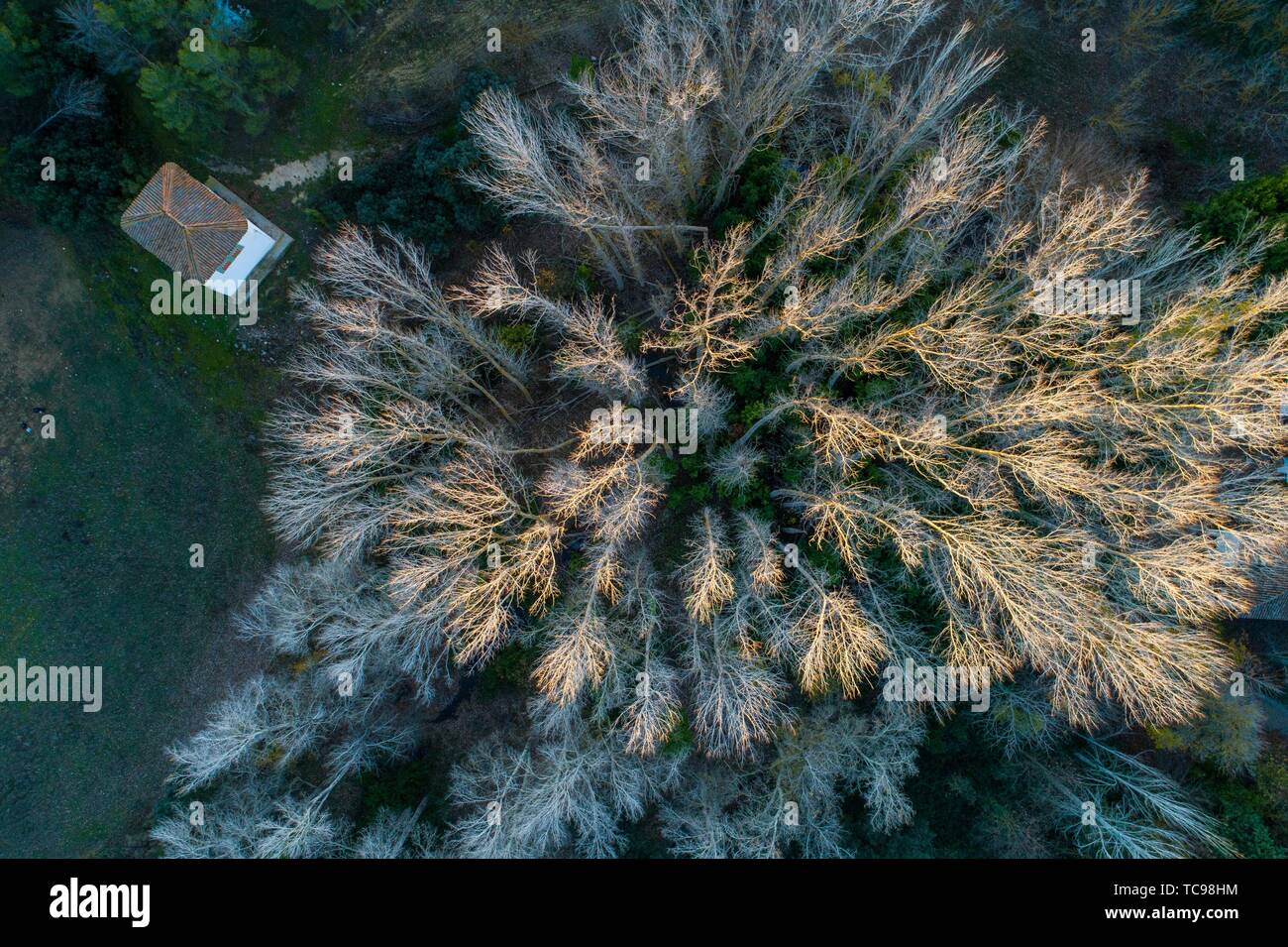 Canadian poplar populus canadensis hi-res stock photography and images ...