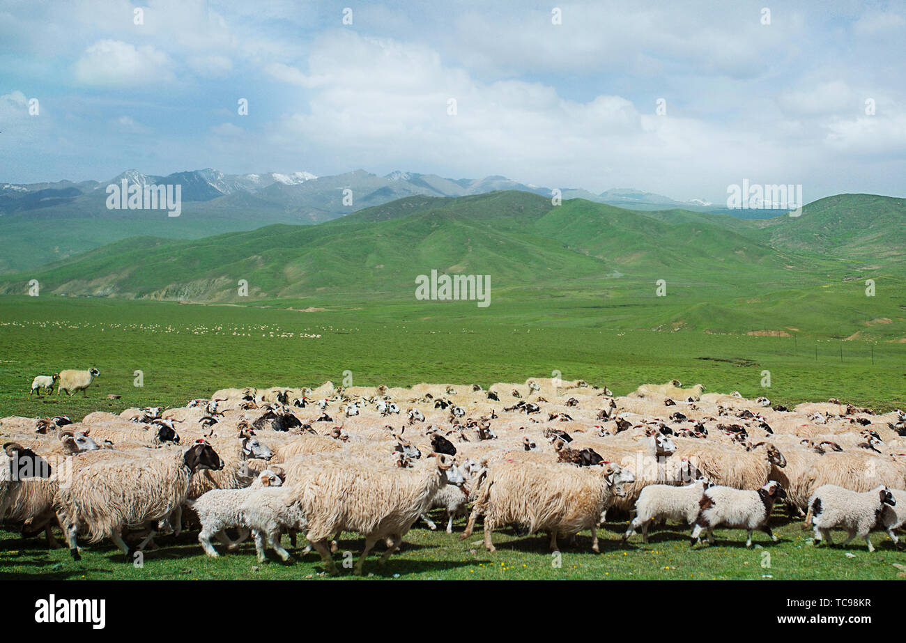 cattle and sheep Stock Photo - Alamy