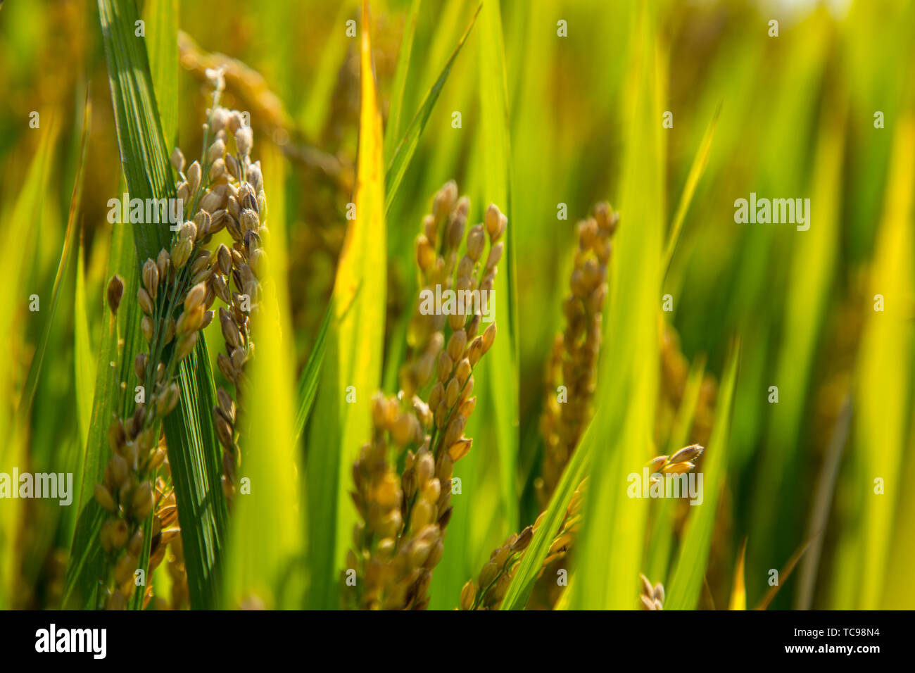 Dawn crops and comfortable weather with green rice hi-res stock ...