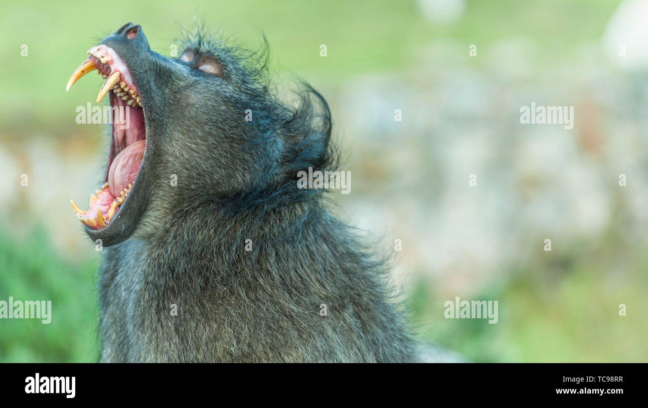 Long animal fang hi-res stock photography and images - Alamy