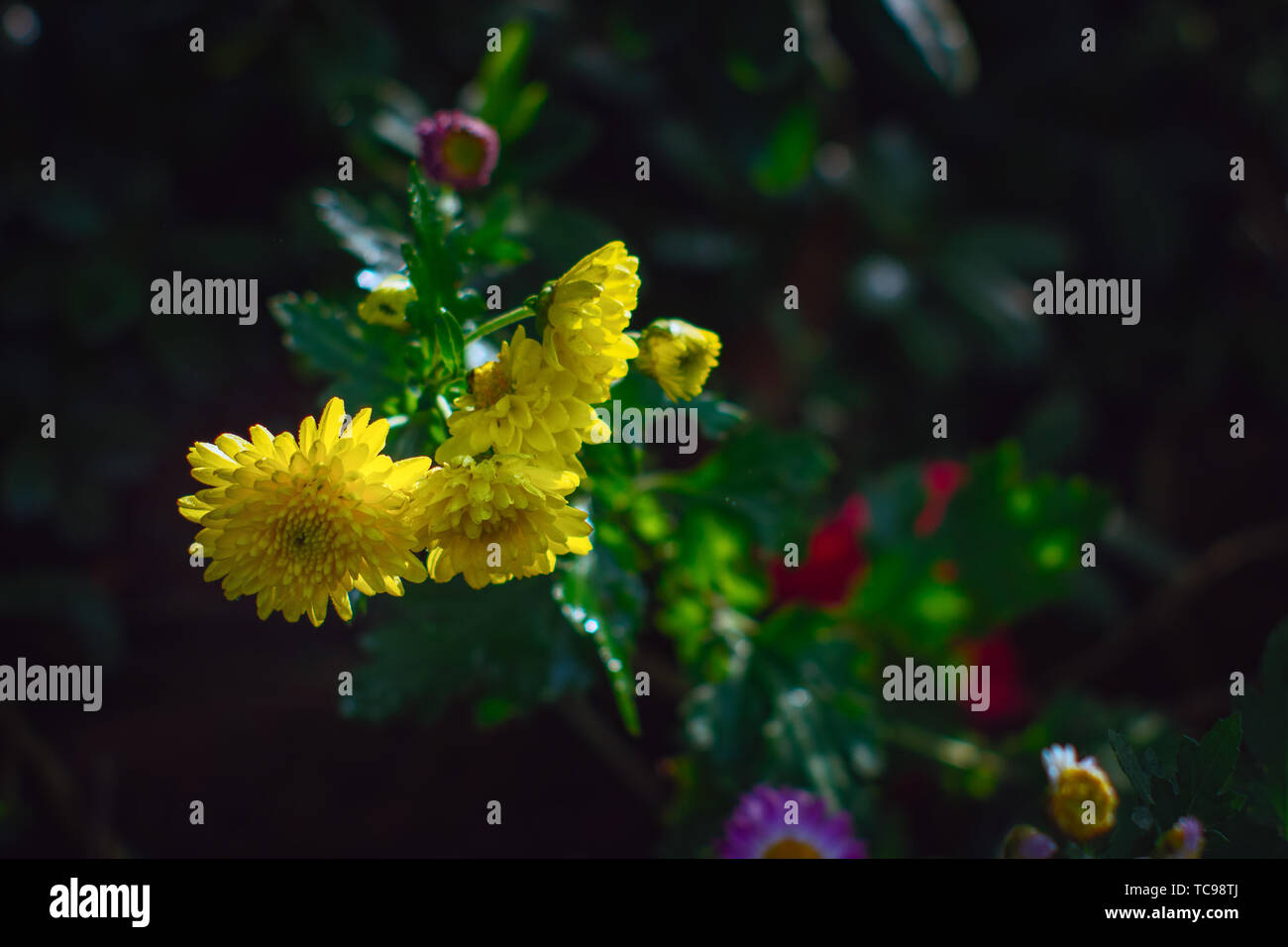 Scenery, portraits, street shots Stock Photo - Alamy