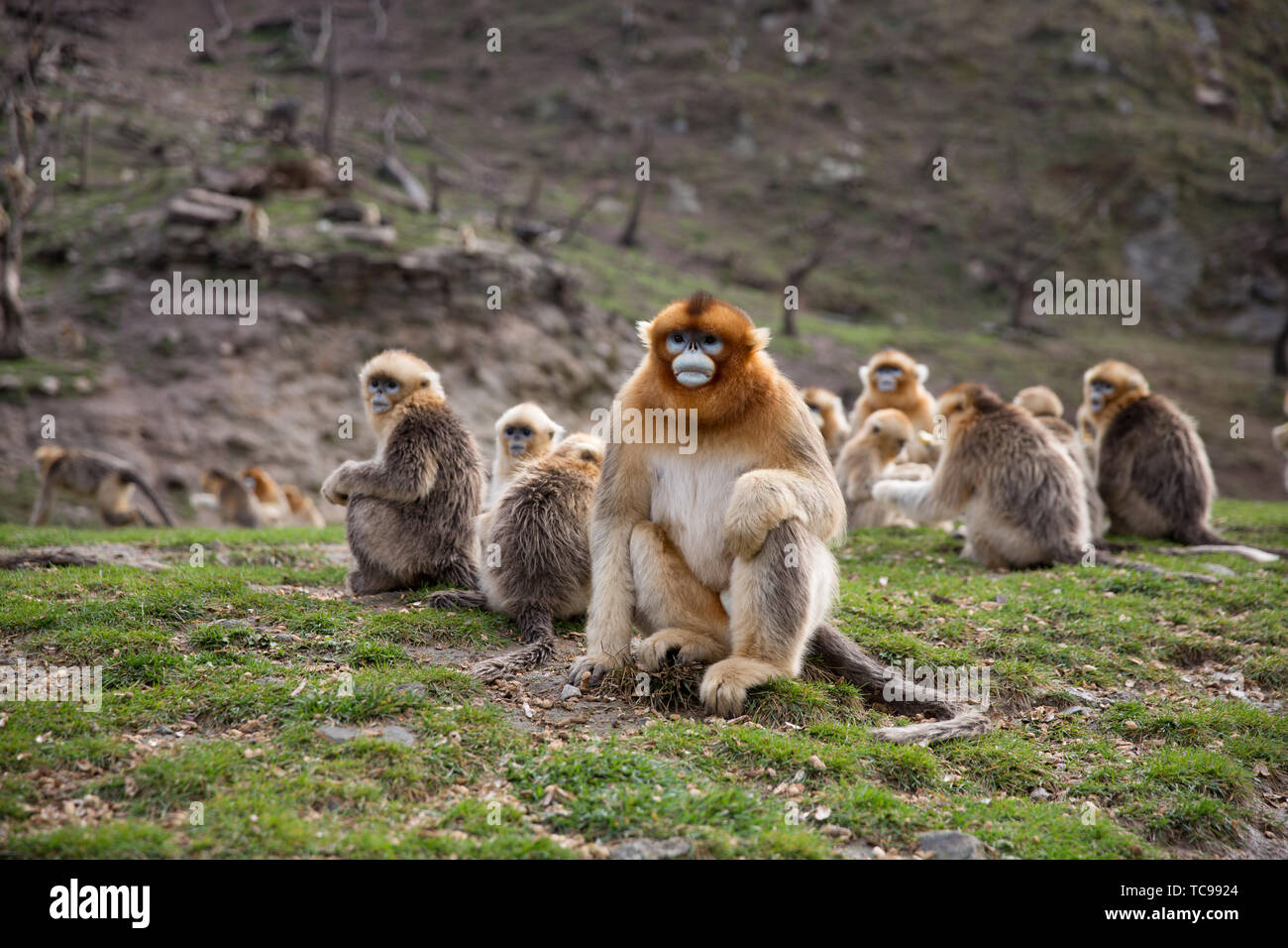 Shaanxi qinling golden silk monkey taibai mountain to protect animals ...
