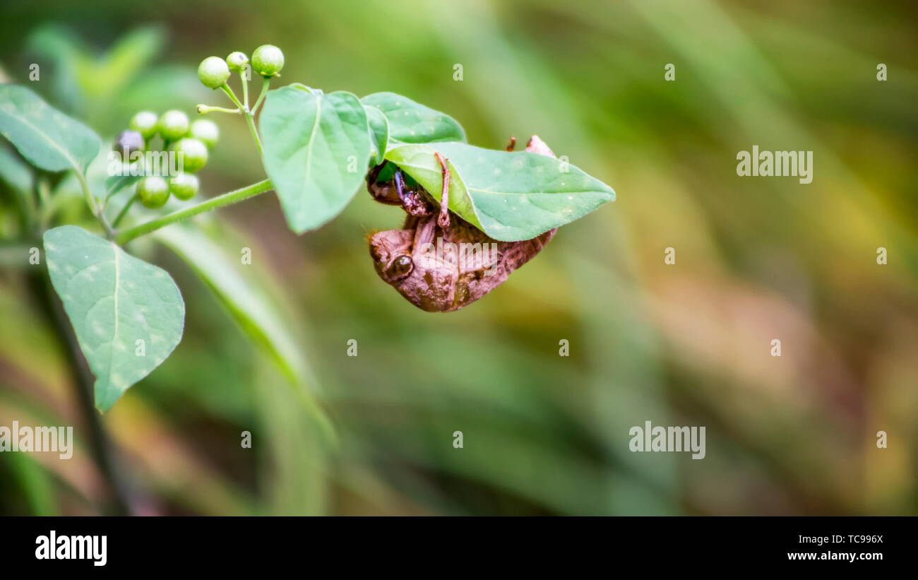 Cicada pupa hanging from a tree Stock Photo - Alamy
