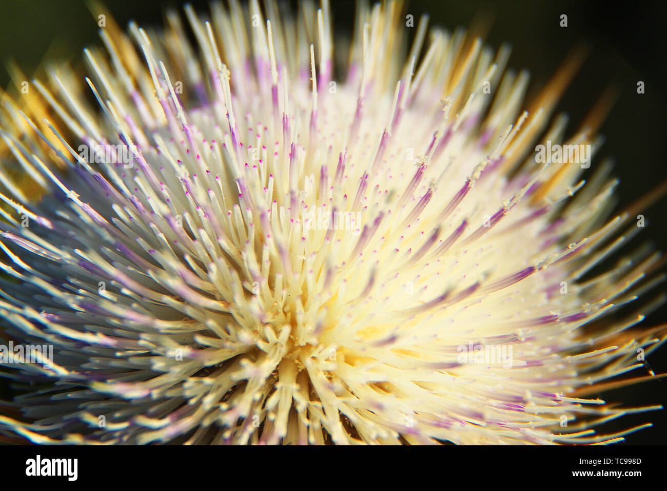 Feilian hi-res stock photography and images - Alamy