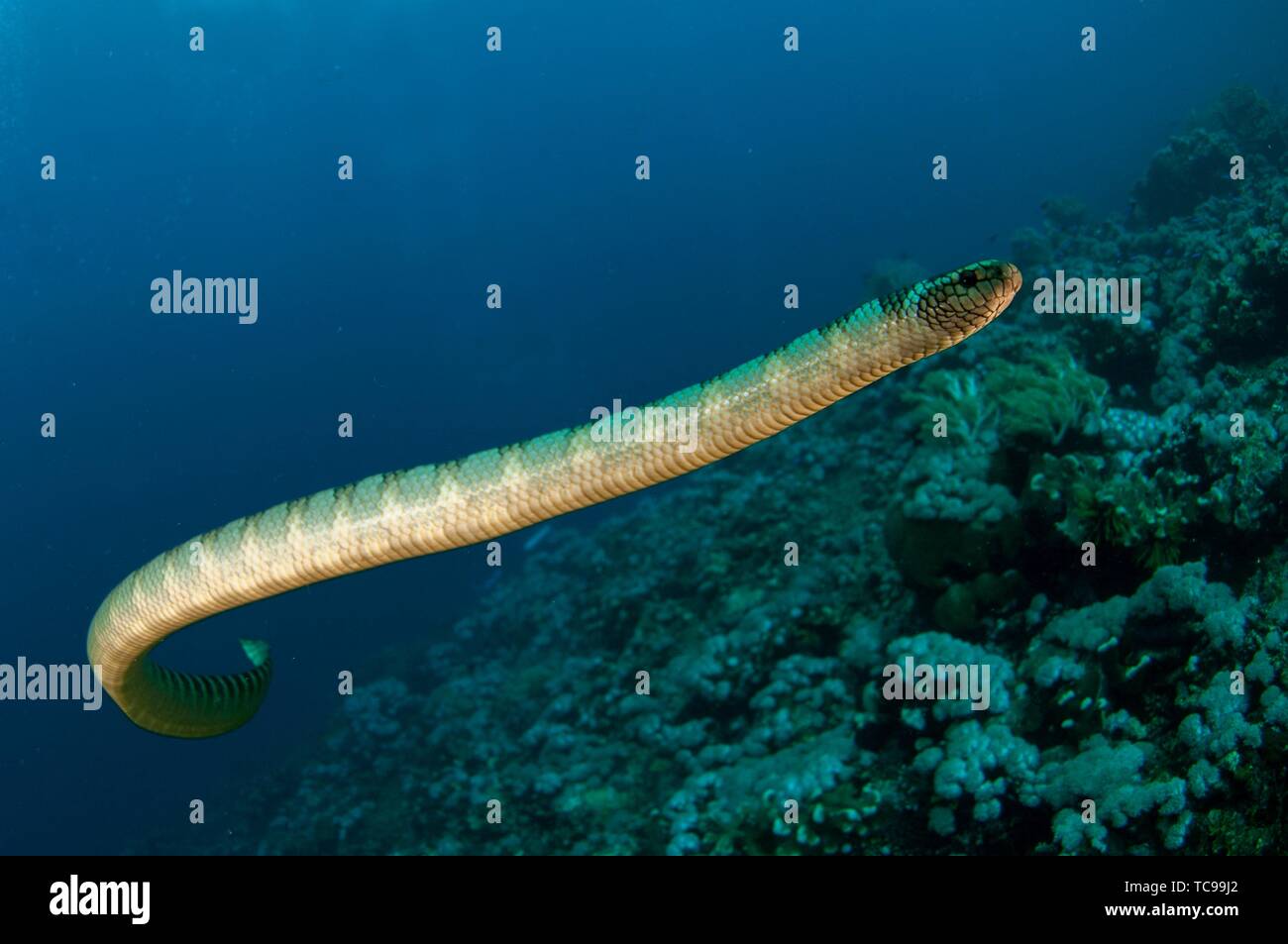 Sea Snake High Resolution Stock Photography and Images - Alamy