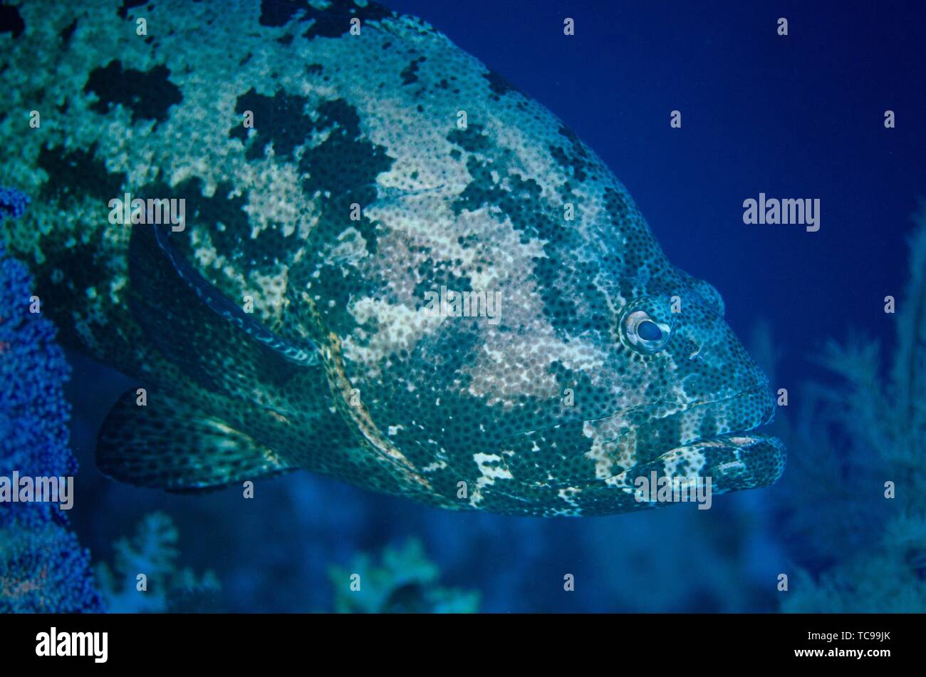 Pulau Koon High Resolution Stock Photography and Images - Alamy