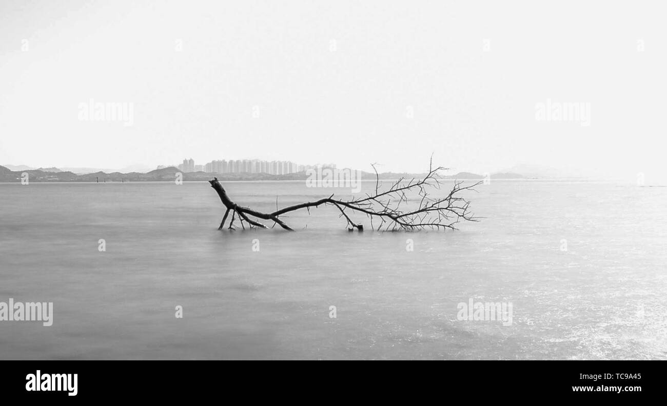 Sunken trees hi-res stock photography and images - Alamy