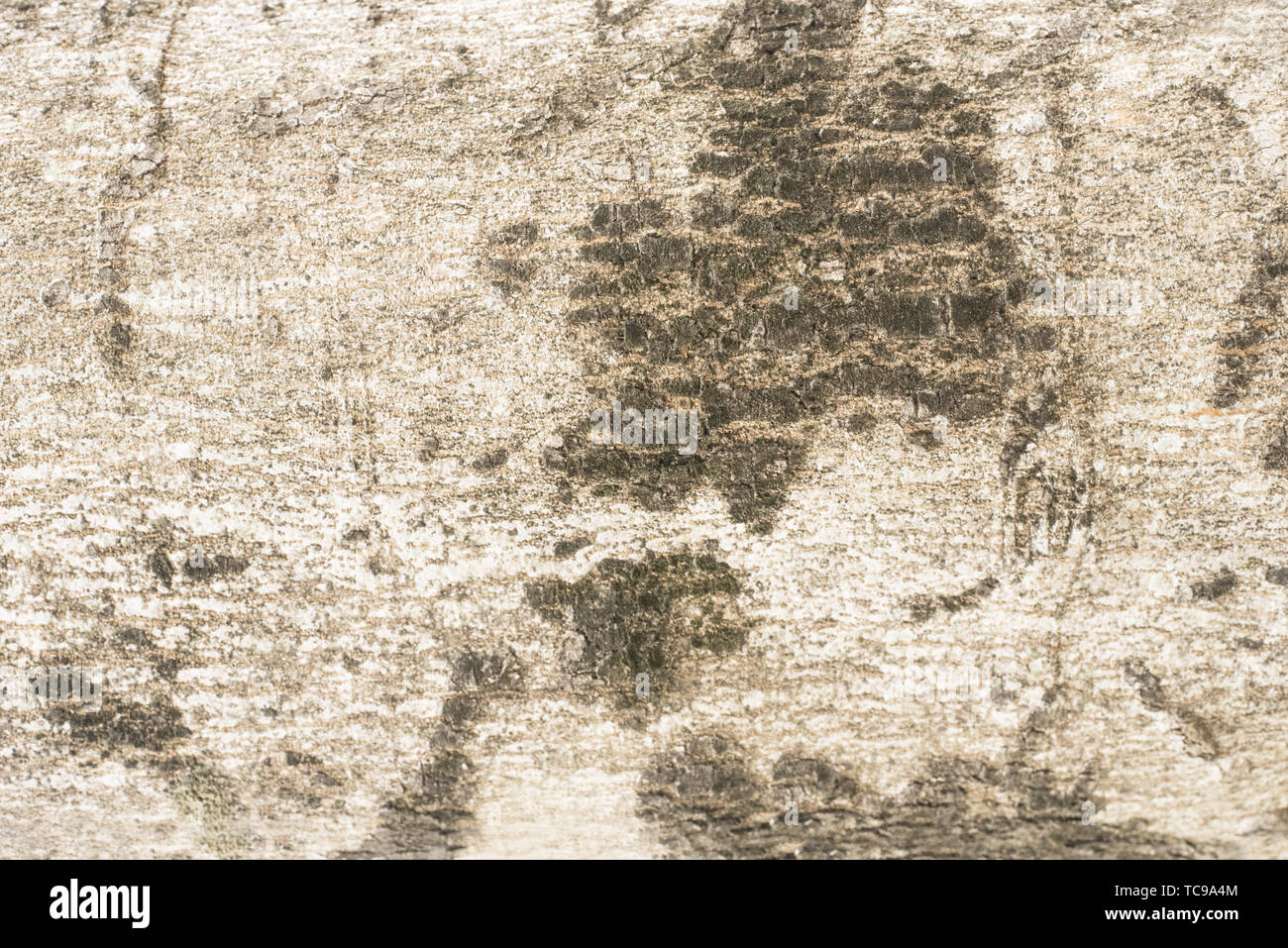 Bark texture background picture Stock Photo - Alamy