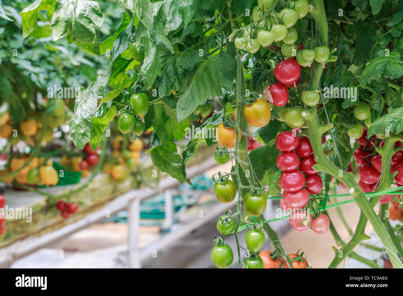 Growth and development crops berries hi-res stock photography and ...