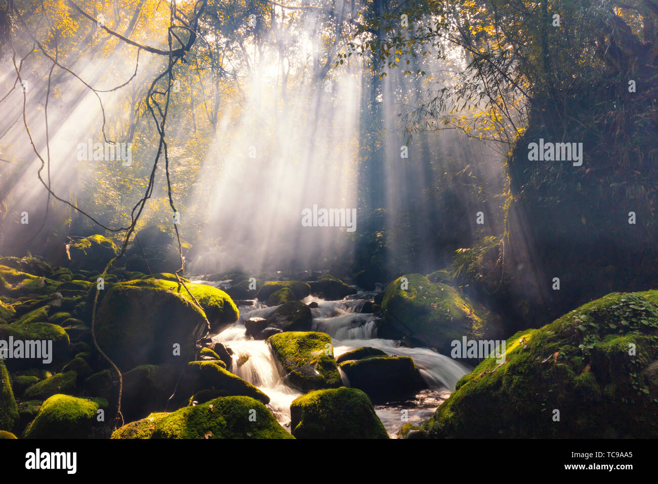 Photo taken in the original deep forest of the Longhe River, Zhenping ...