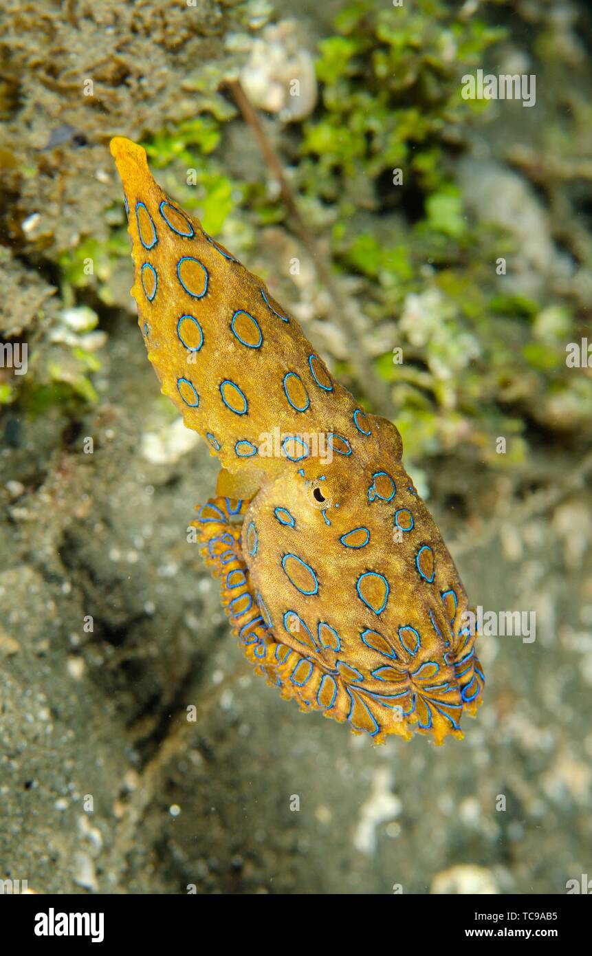 Octopus Swimming Ocean High Resolution Stock Photography and Images - Alamy