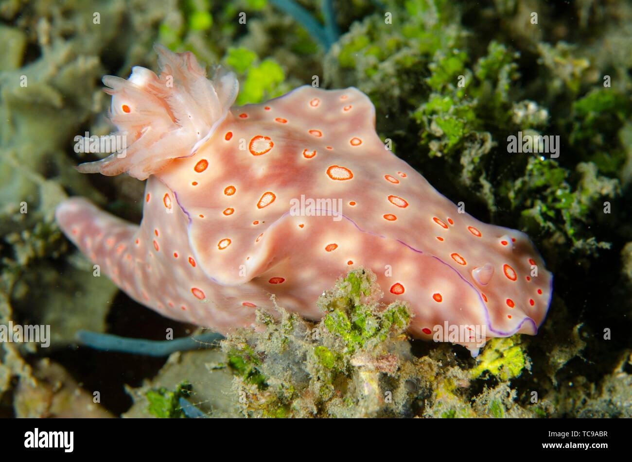 Lobed ring hi-res stock photography and images - Alamy