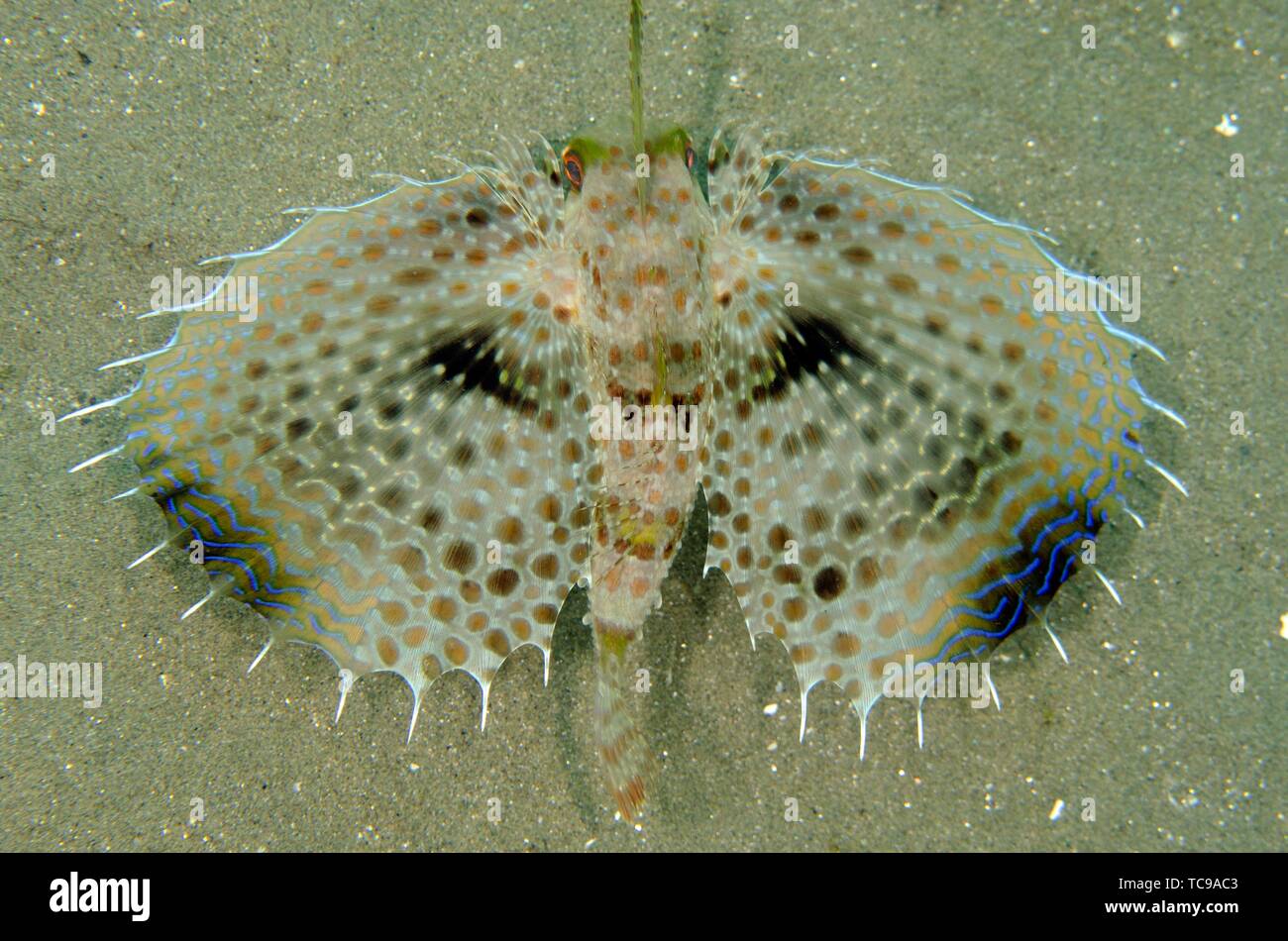 Flying Gurnard Fish High Resolution Stock Photography and Images - Alamy