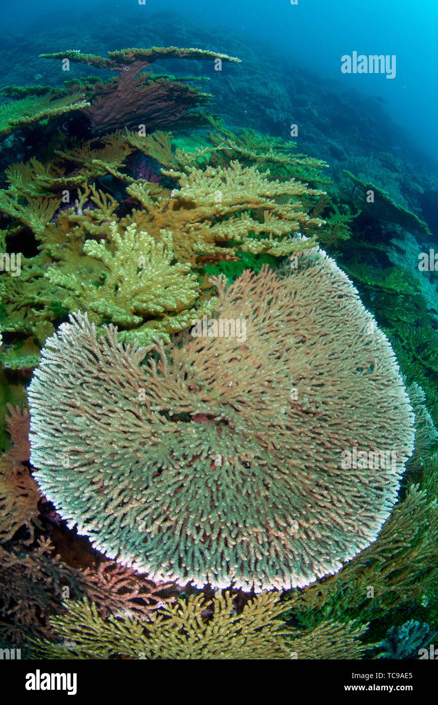 Acropora Indonesia High Resolution Stock Photography and Images - Alamy