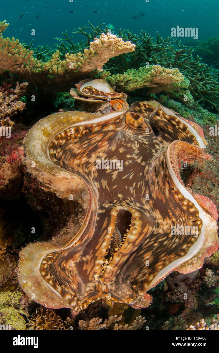Clam Animal High Resolution Stock Photography and Images - Alamy