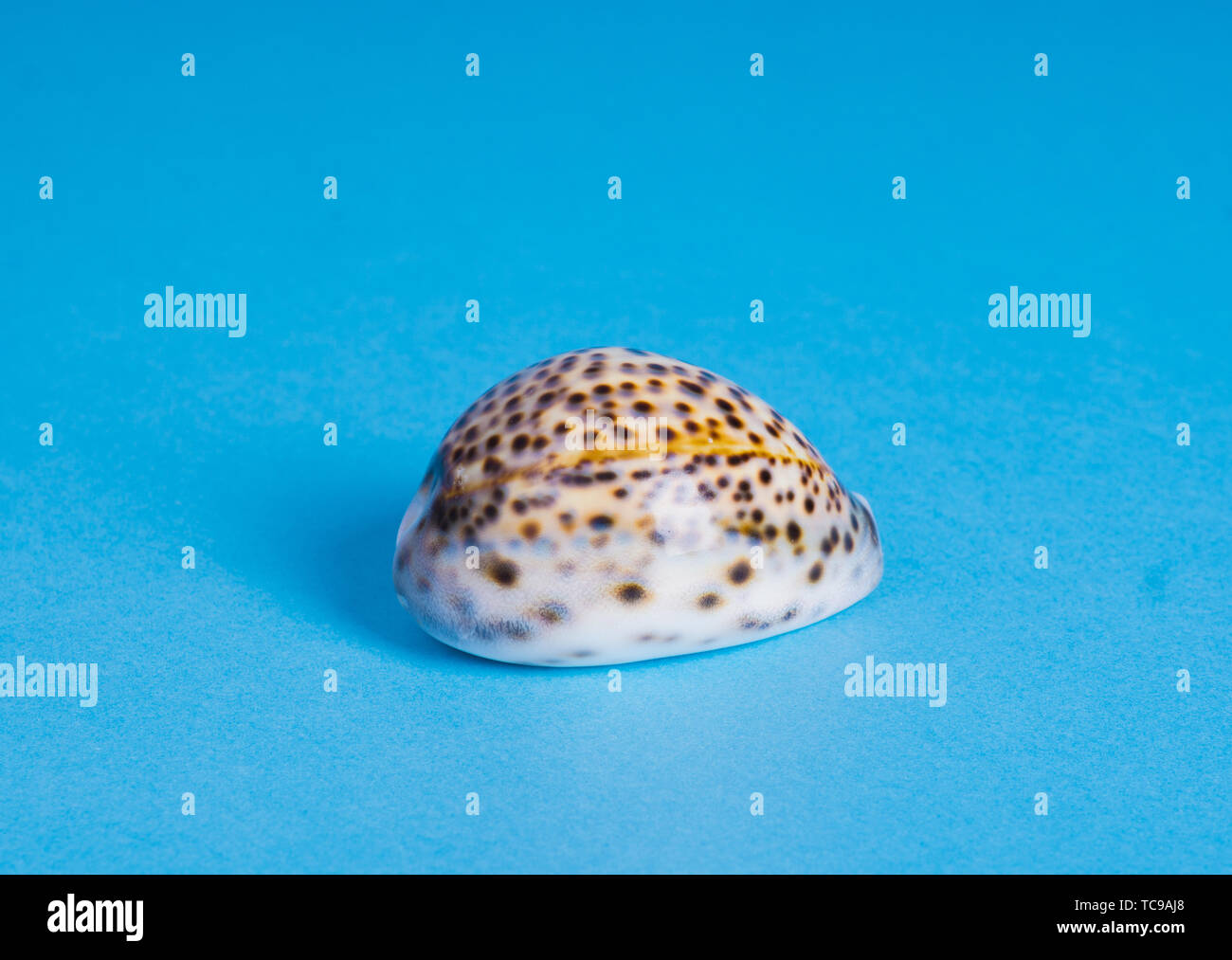 Shellfish exoskeletons hi-res stock photography and images - Alamy