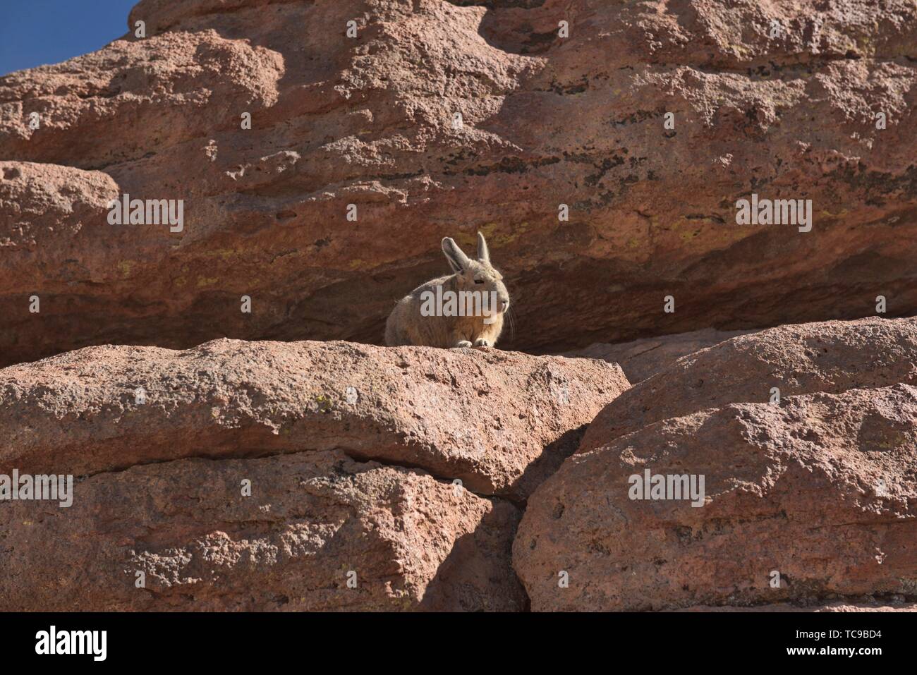 Bolivia salar de uyuni rabbit hi-res stock photography and images - Alamy