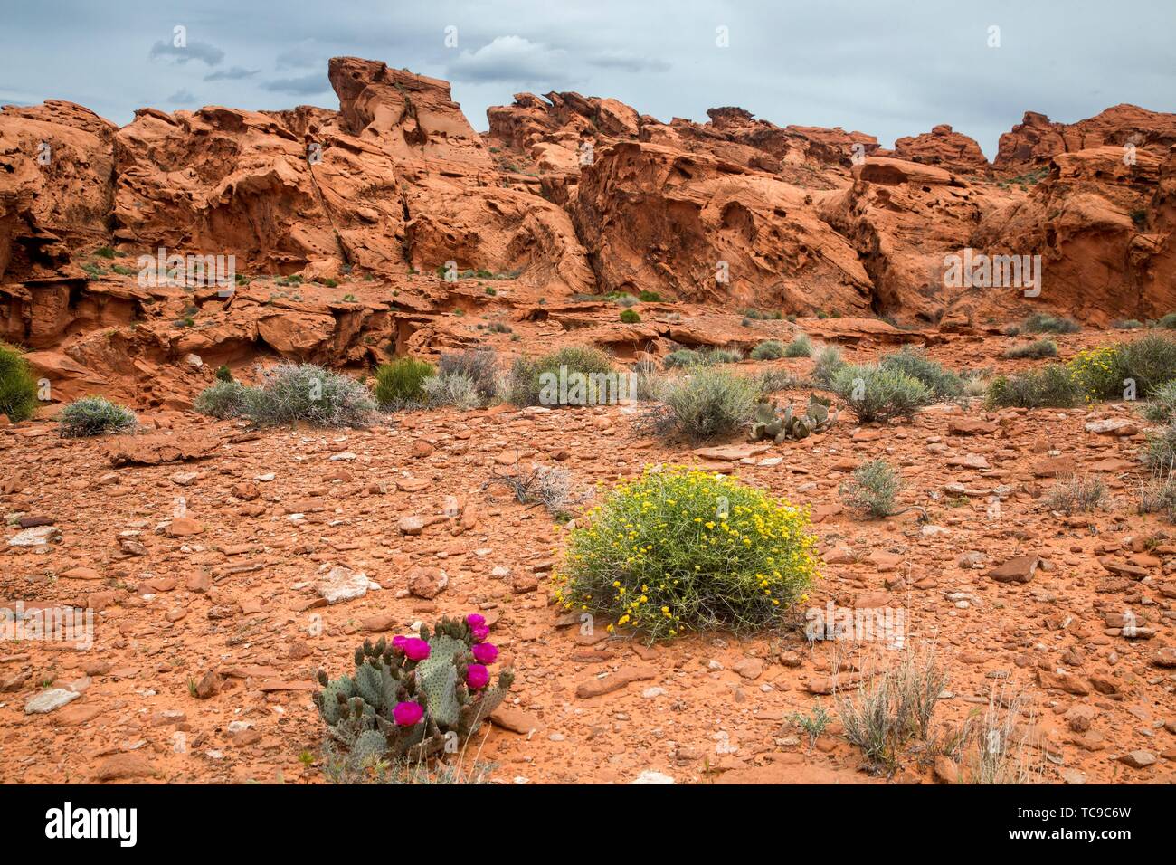 Gold butte national monument hi-res stock photography and images - Alamy