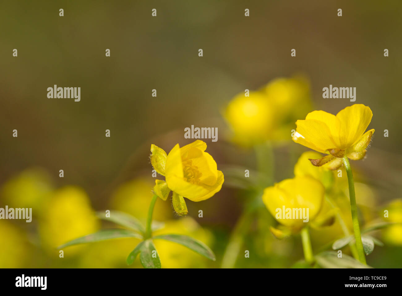 Trampling flower hi-res stock photography and images - Alamy