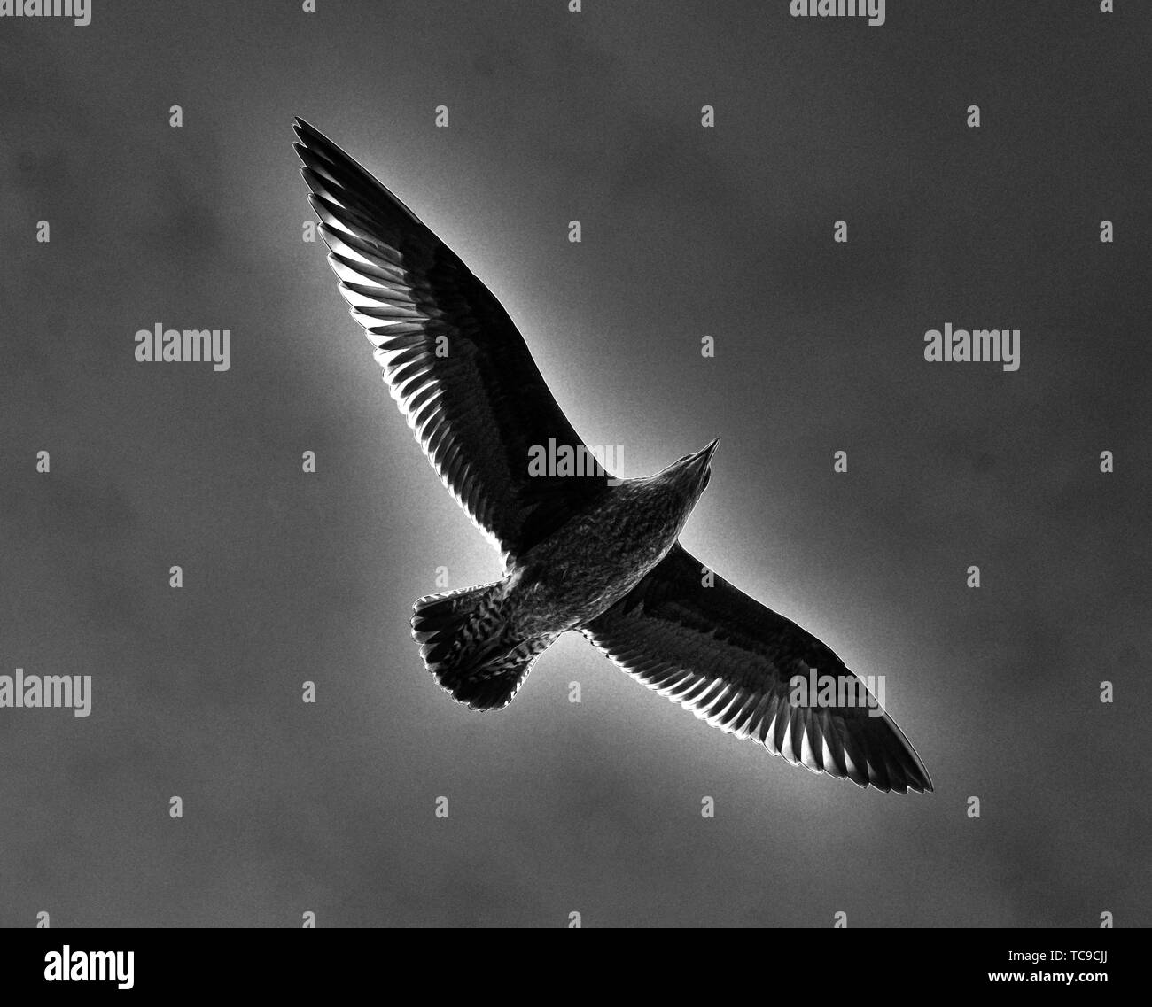 Pictures of scenery Black and White Stock Photos & Images - Alamy