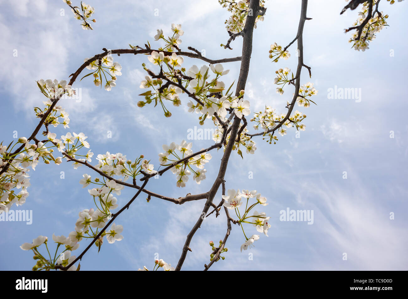 Longquanyi hi-res stock photography and images - Alamy