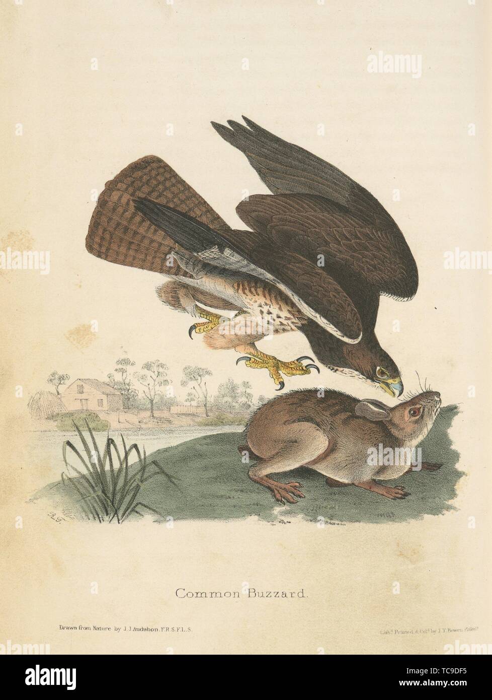 Common Buzzard. Audubon, John James, 1785-1851 (Artist). The birds of ...