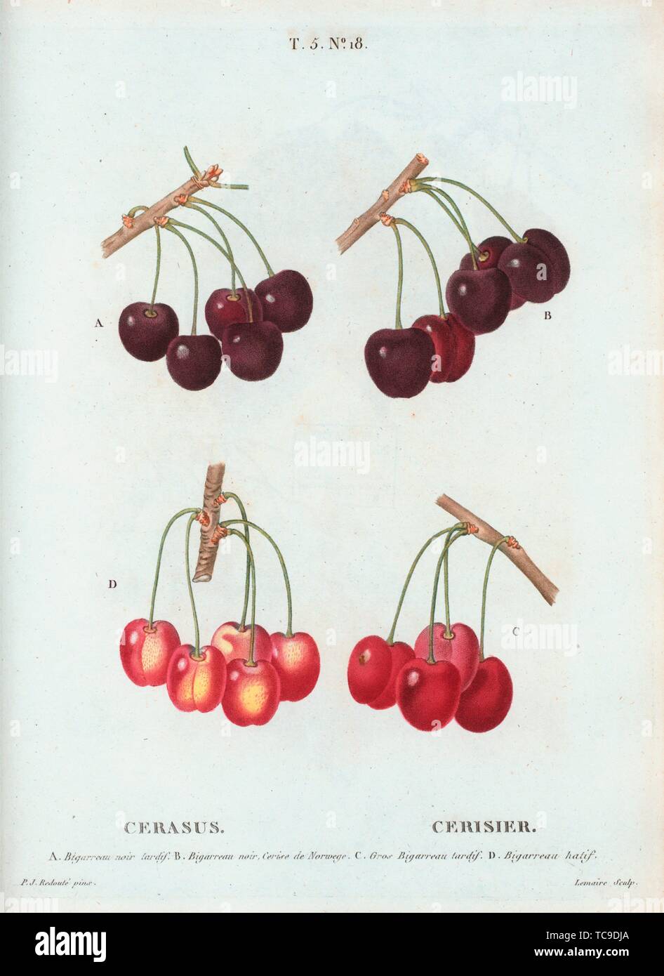 Cherry bigarreau hi-res stock photography and images - Alamy