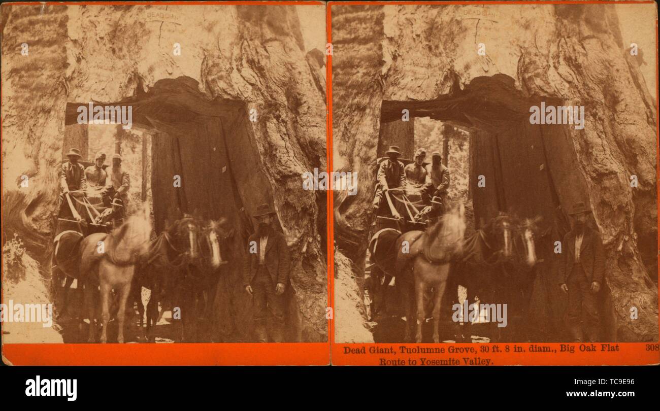 Dead redwood tree hi-res stock photography and images - Alamy