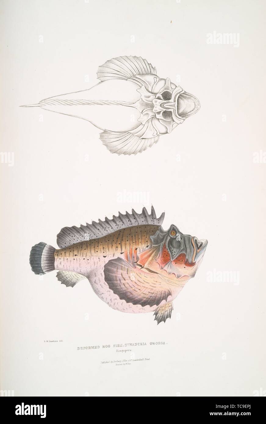 Deformed fish hi-res stock photography and images - Alamy