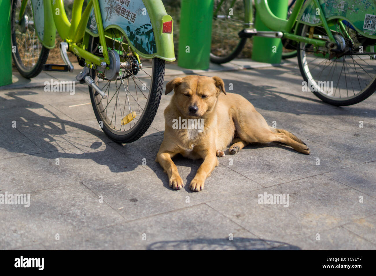 Honest yellow dog in Shantang Street, Suzhou Stock Photo - Alamy