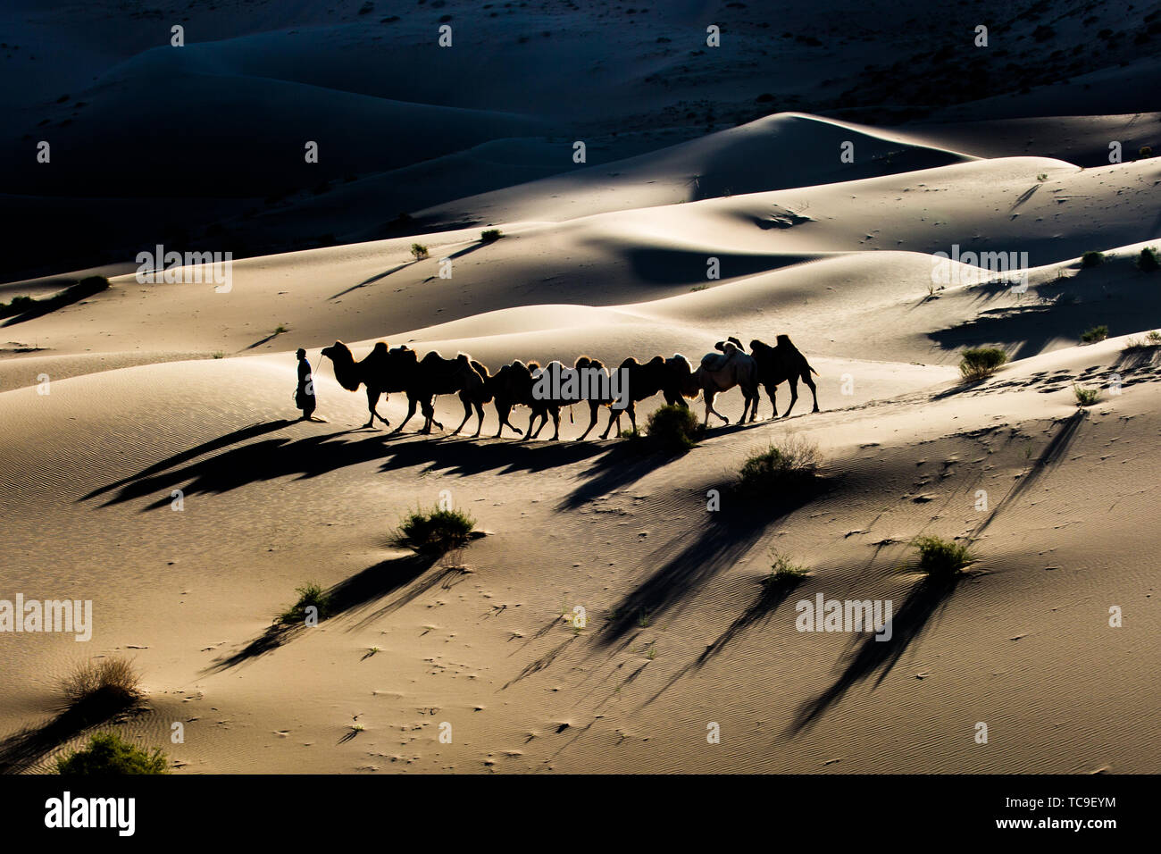 badan jeering desert Stock Photo - Alamy